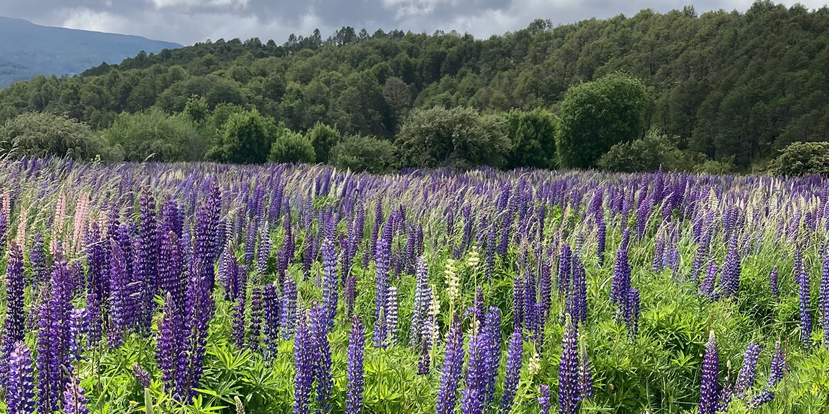 Cuándo Viajar – 100% Patagonia